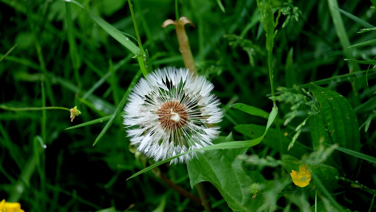 Natur Blume Pflanze - Free photo on Pixabay