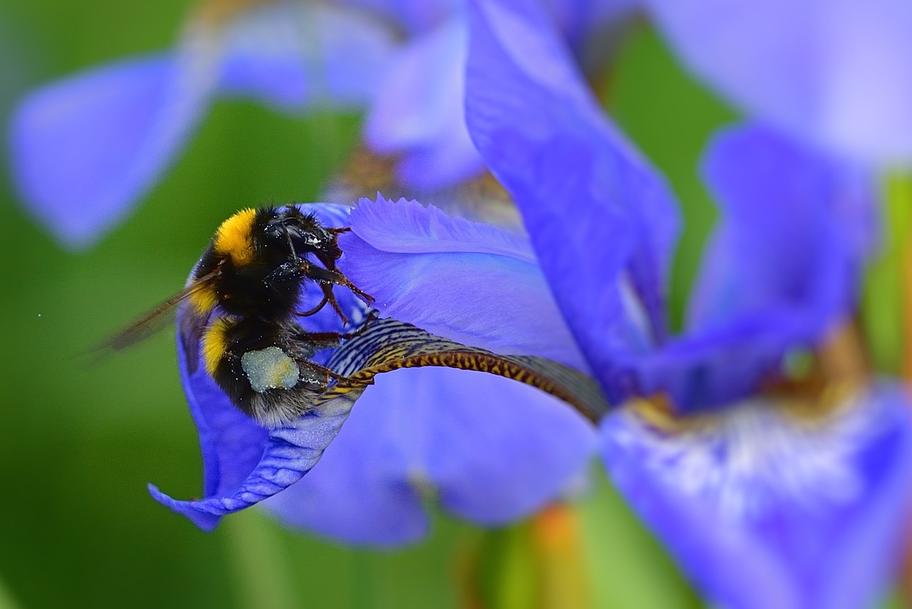 Bumblebee Blossom Bloom - Free photo on Pixabay - Pixabay