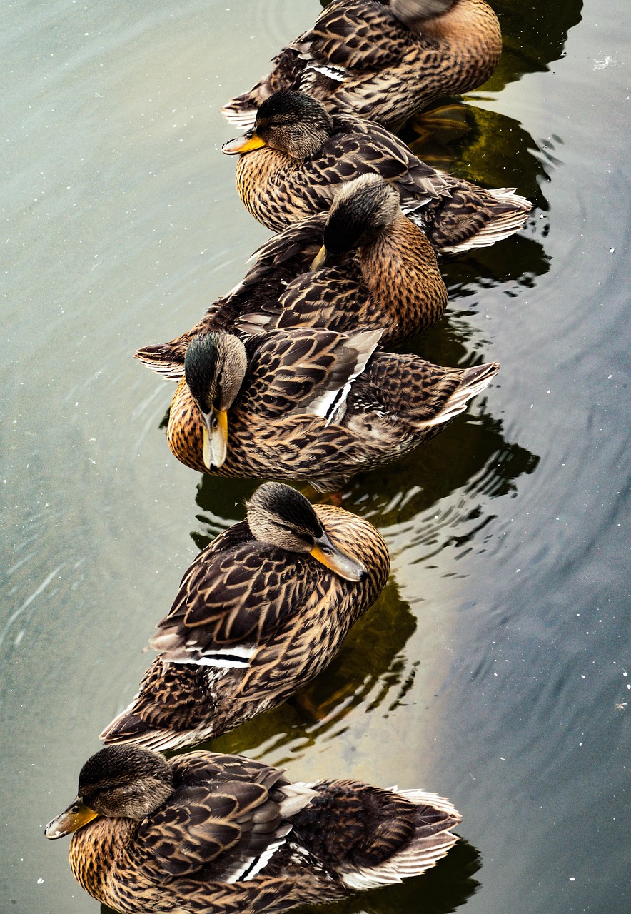 Patos Pájaro Agua Fauna - Foto gratis en Pixabay - Pixabay