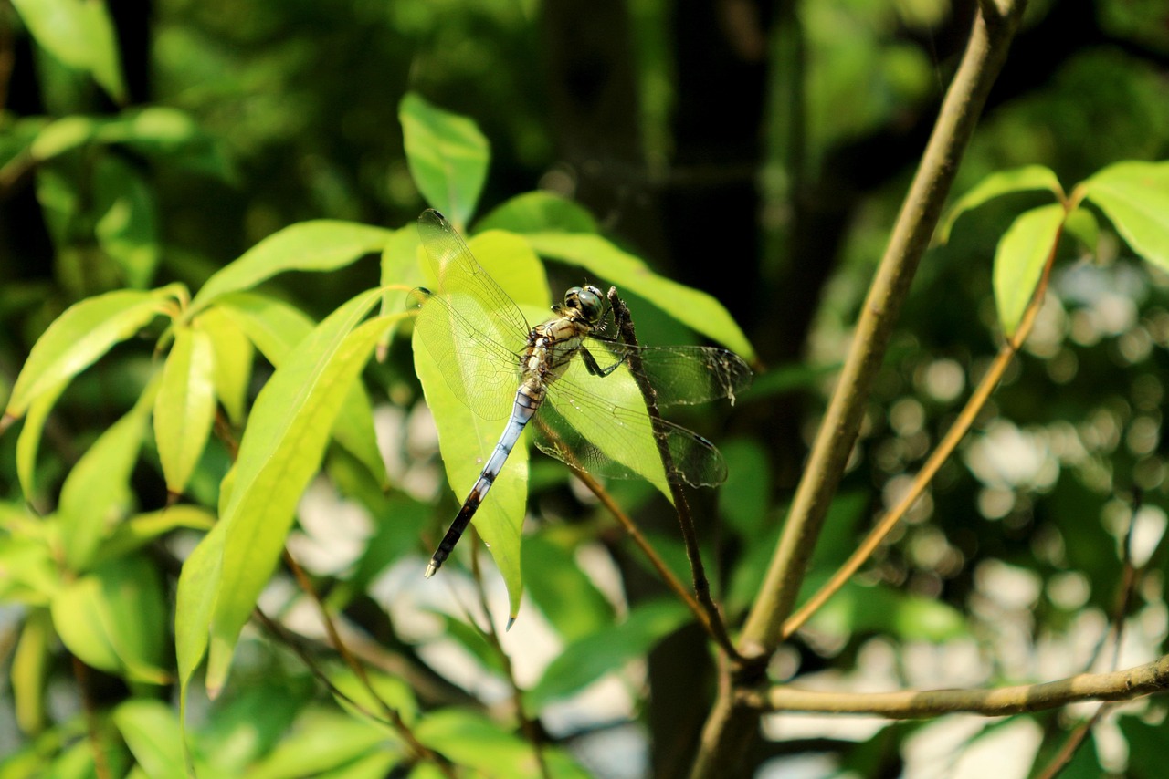 Libelle Tierreich Tierwelt - Kostenloses Foto auf Pixabay - Pixabay