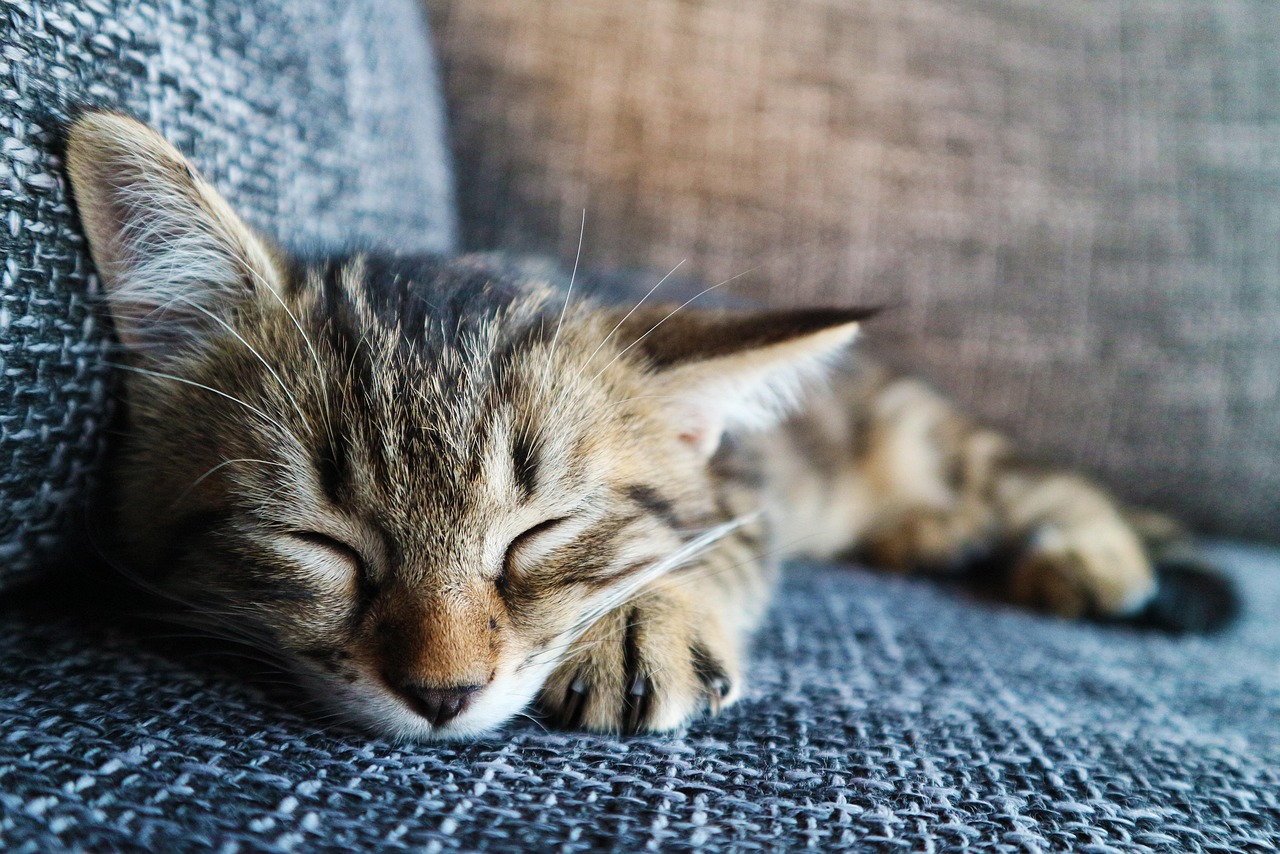 Kitten Cat Cute - Free photo on Pixabay
