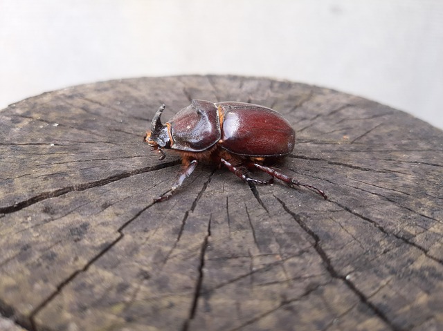 Beetle Rhinoceros Insect - Free photo on Pixabay - Pixabay