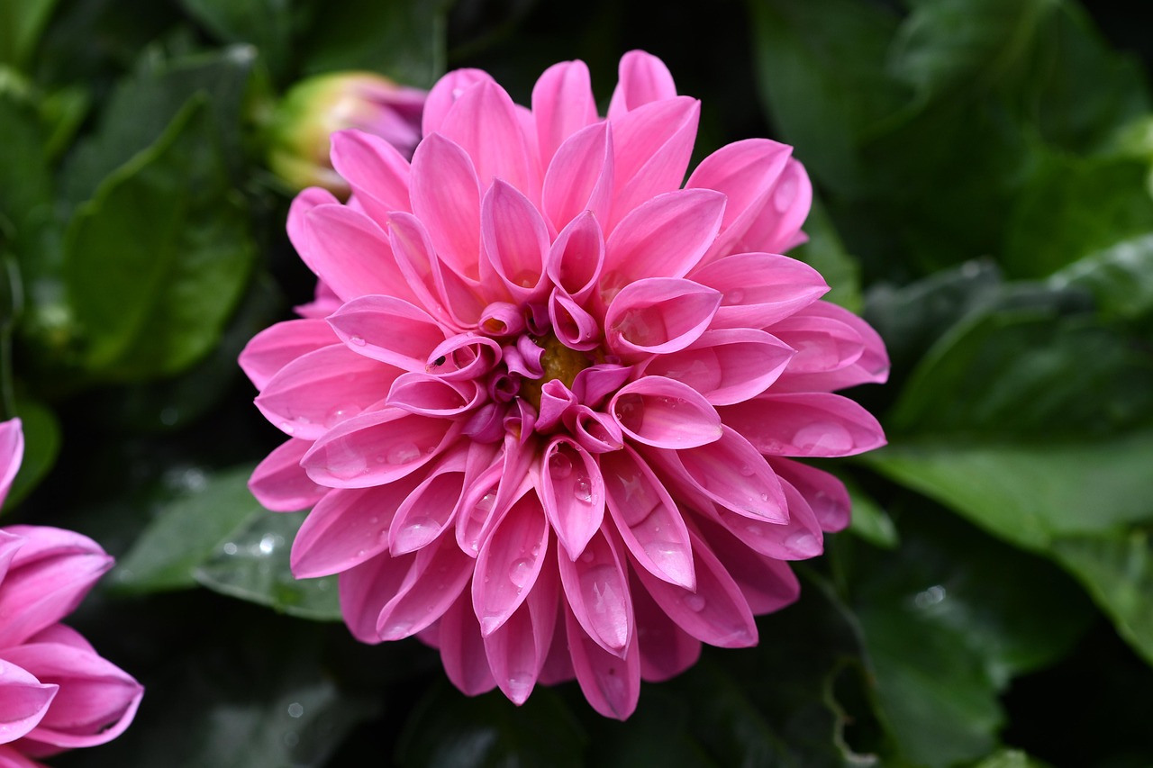 Fleur Rose La Nature - Photo gratuite sur Pixabay - Pixabay
