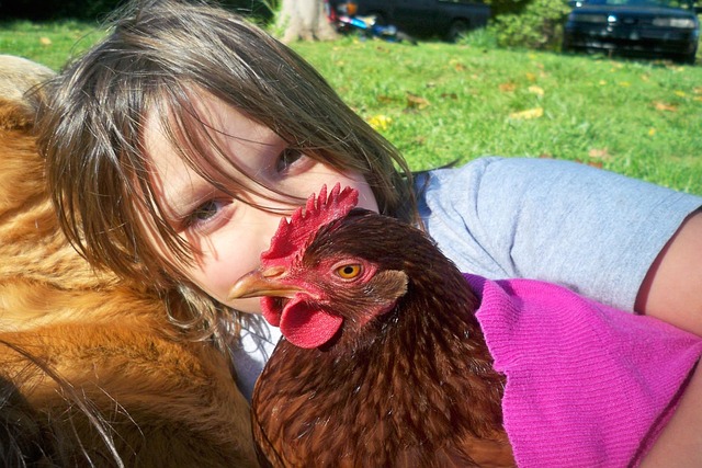 Farm Girl Chicken Hen With - Free photo on Pixabay - Pixabay