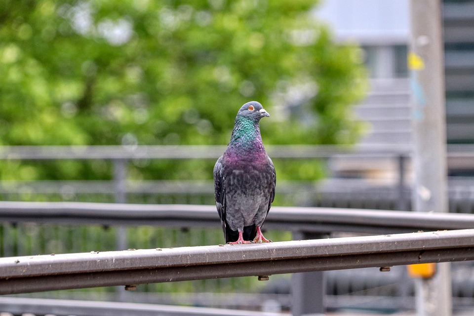 Colombe Oiseau Ressort - Photo gratuite sur Pixabay - Pixabay