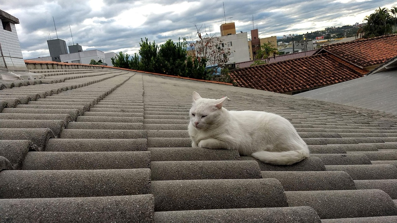 Roof White Cat - Free photo on Pixabay - Pixabay