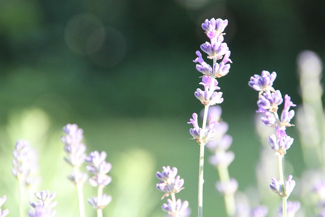 Lavender Bunga-Bunga Ungu - Foto gratis di Pixabay - Pixabay