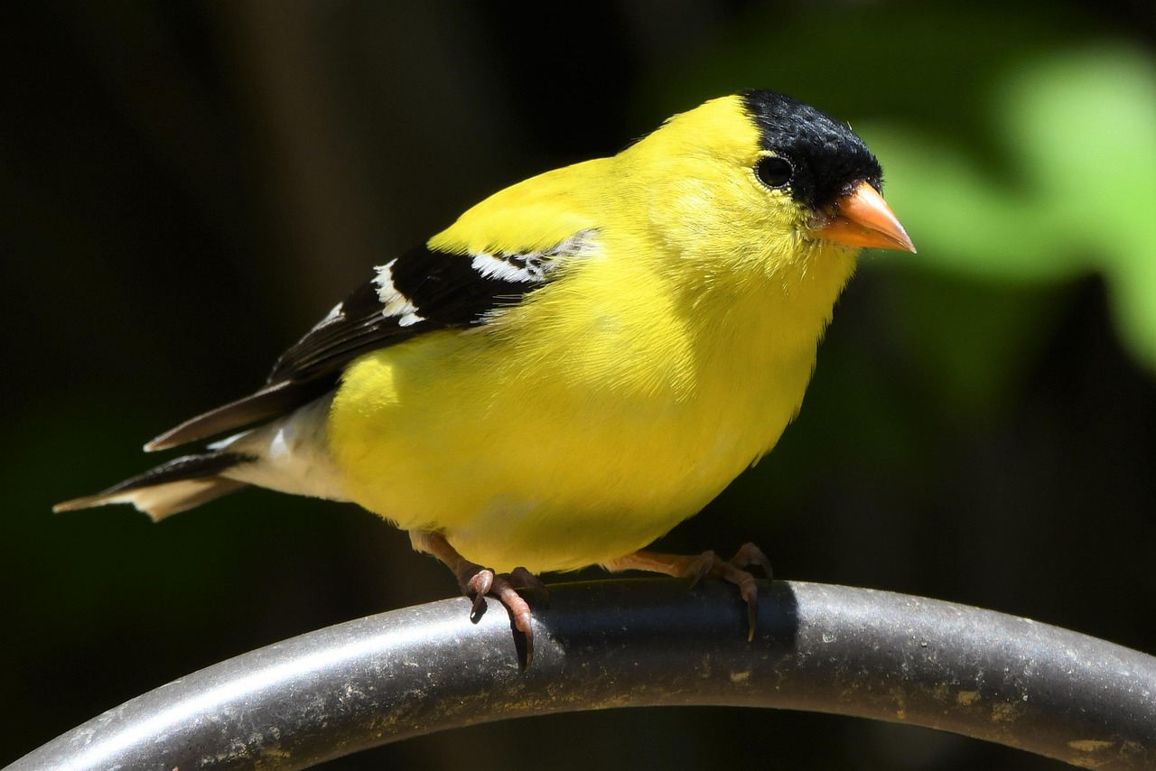 100,000+ Free North American Birds & American Robin Images - Pixabay