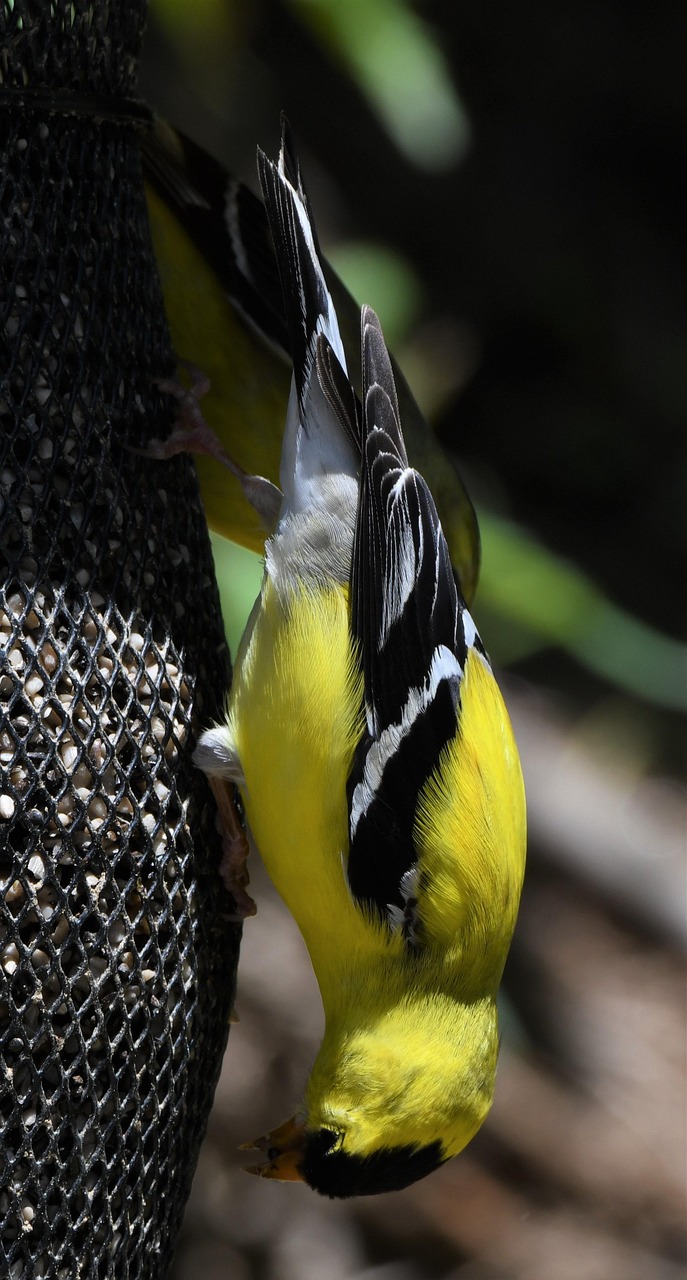 Yellow Finches American Goldfinch