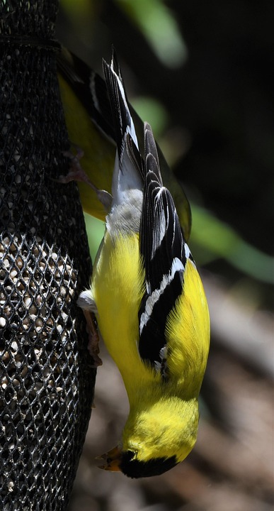American Goldfinch Finch Bird - Free photo on Pixabay - Pixabay