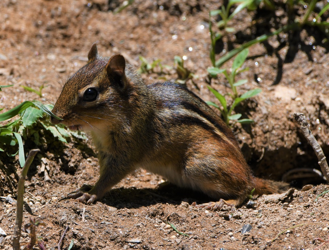 Esquilo Roedor Peludo - Foto gratuita no Pixabay - Pixabay
