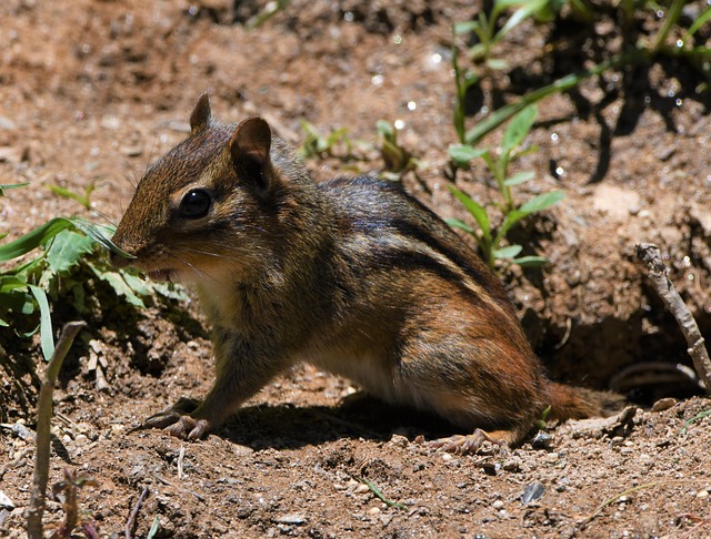 Esquilo Roedor Peludo - Foto gratuita no Pixabay - Pixabay