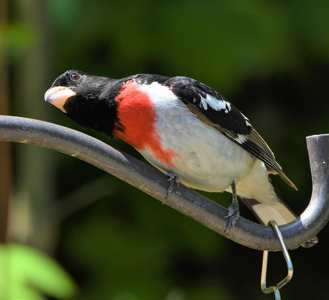 Bird Songbird Rose-Breasted - Free photo on Pixabay
