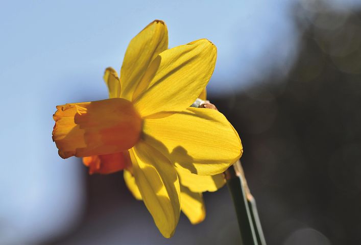 1,000+ Free Narcissus & Daffodil Images