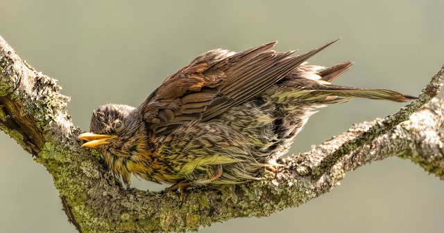 Vogel Tier Tierwelt - Kostenloses Foto auf Pixabay