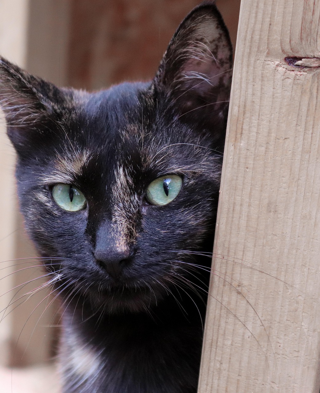 Gato Disperso De Rua Animal - Foto gratuita no Pixabay - Pixabay