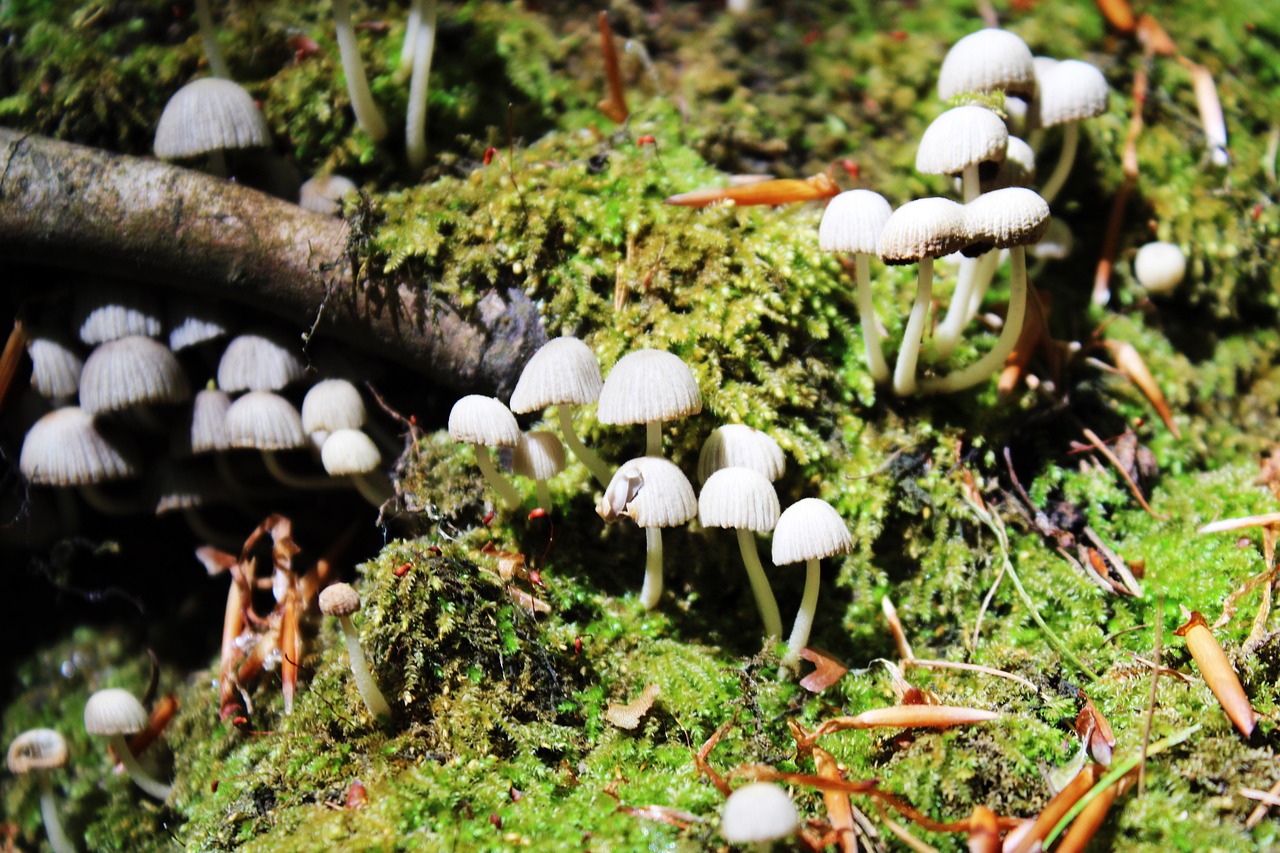 Pilze Wald Baumpilze - Kostenloses Foto auf Pixabay - Pixabay