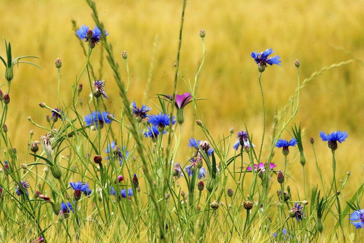 Cornflowers Blue Ears Of Corn - Free photo on Pixabay - Pixabay