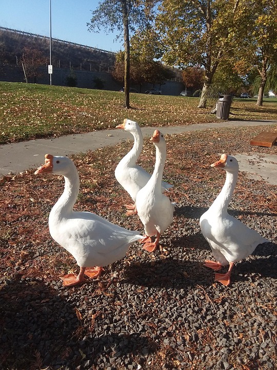 Geese Birds Nature - Free photo on Pixabay