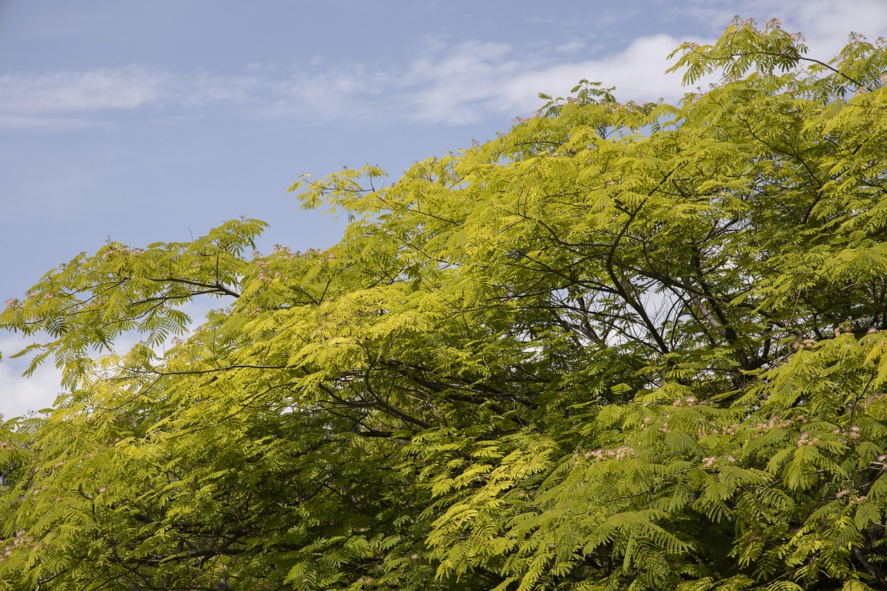 Baum Natur Zweig - Kostenloses Foto auf Pixabay - Pixabay