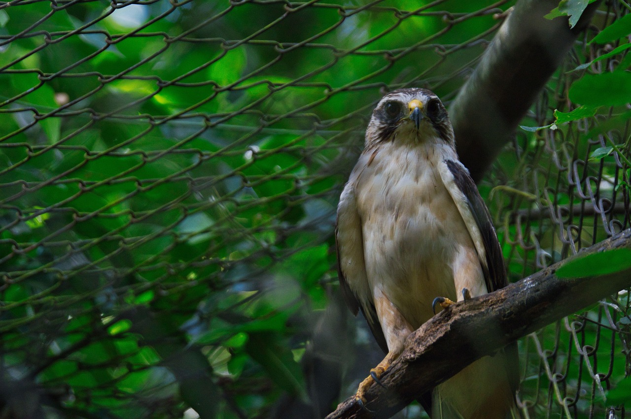 Costa Rica Exotische Zoo - Kostenloses Foto auf Pixabay