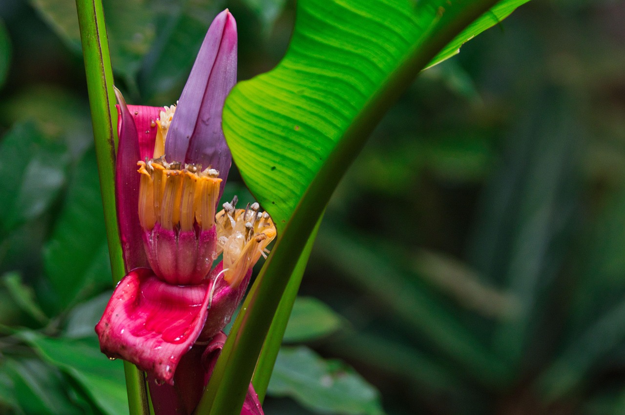 Costa Rica Banana Plant - Free photo on Pixabay - Pixabay