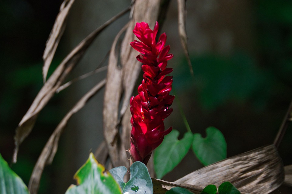 Costa Rica Alpinia Blume - Kostenloses Foto auf Pixabay - Pixabay