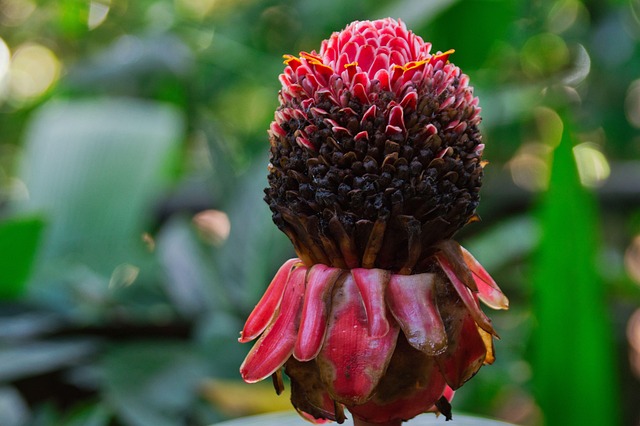 Costa Rica Flor Natureza - Foto gratuita no Pixabay - Pixabay