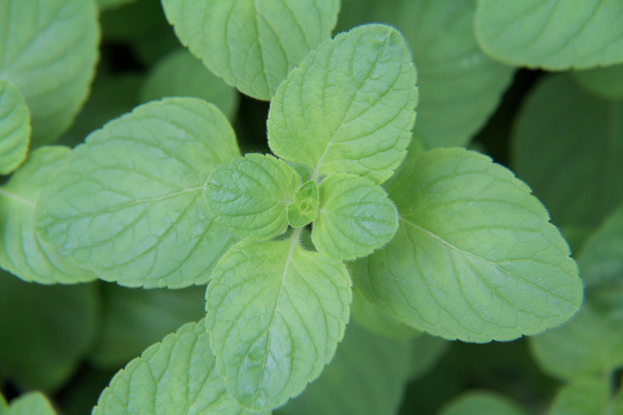 Mint Leaf Leaves Free Photo On Pixabay Pixabay