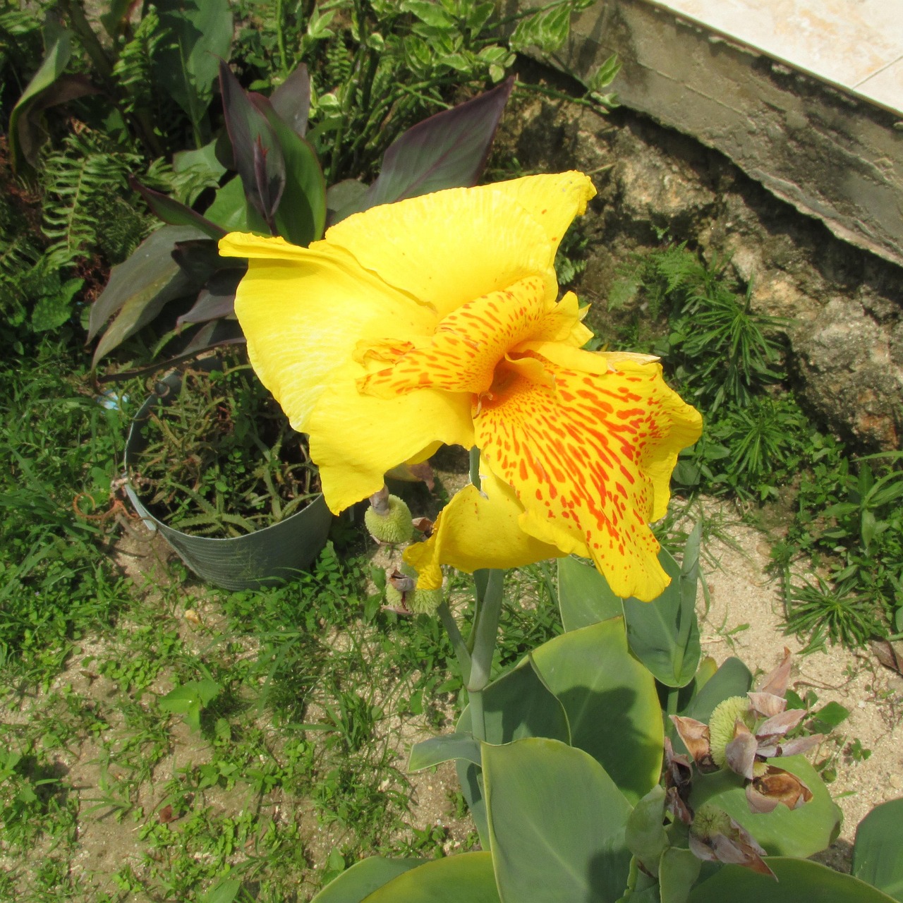 Naturaleza Flor - Free photo on Pixabay - Pixabay