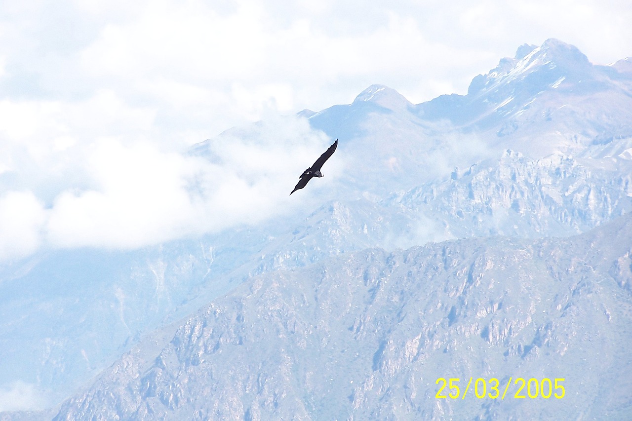 El Vuelo Del Cóndor Perú - Photo gratuite sur Pixabay - Pixabay
