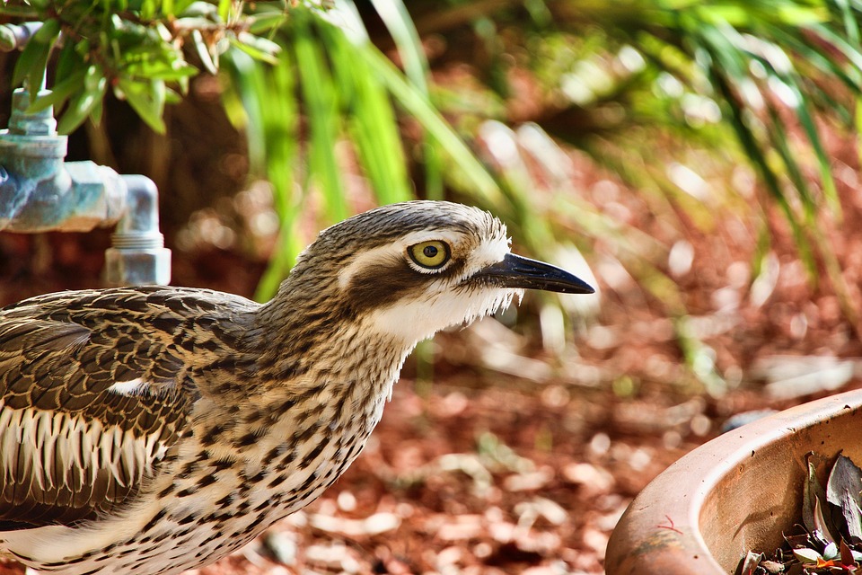 Curlew Bird Wildlife - Free photo on Pixabay - Pixabay