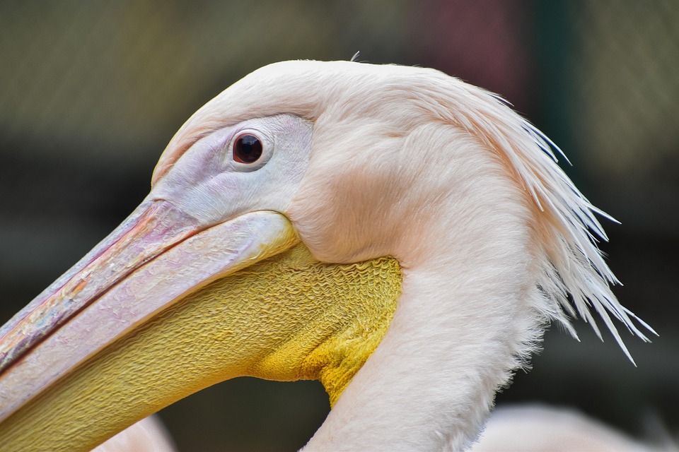 Pelícano Pelican De Aves - Foto gratis en Pixabay - Pixabay