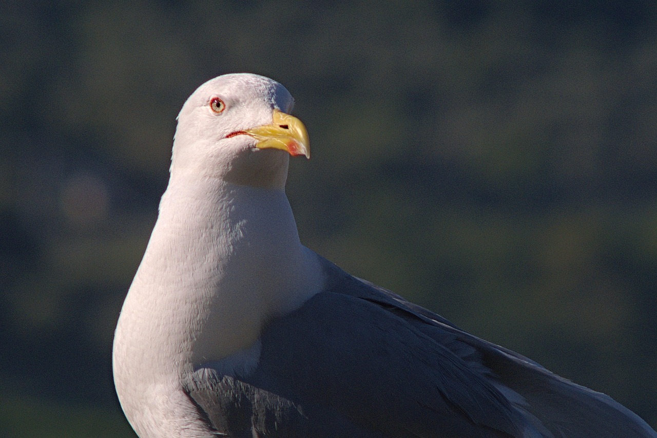 Seagull Grim Animal - Free photo on Pixabay - Pixabay
