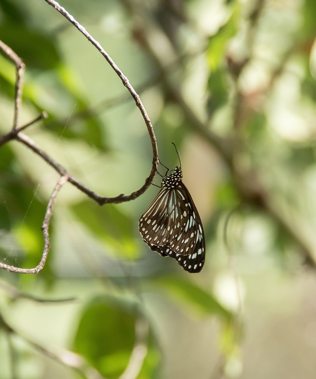 Tigre Azul Mariposa Negro - Foto gratis en Pixabay - Pixabay