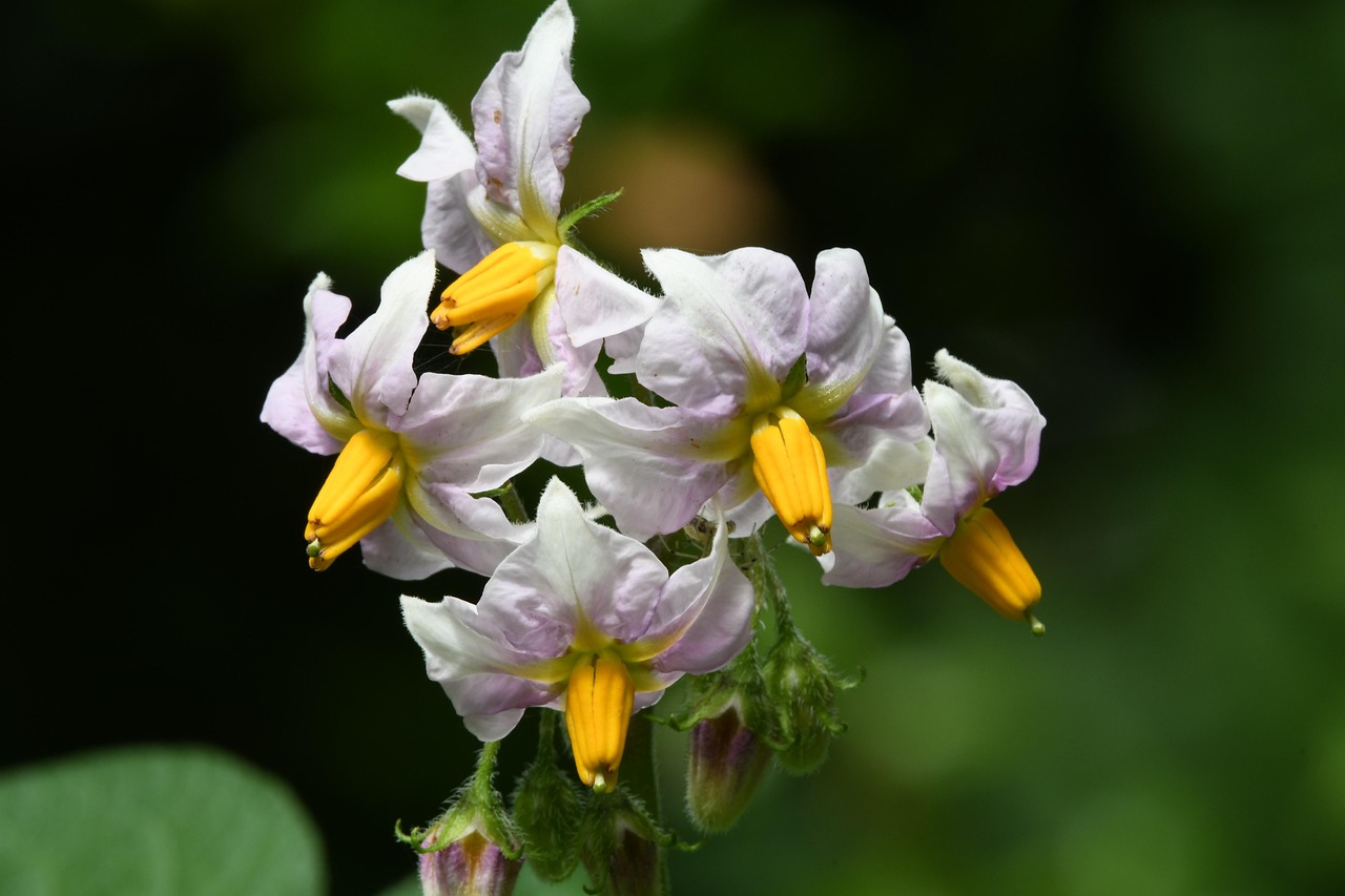 100+ Free Yellow Potatoes & Yellow Images - Pixabay