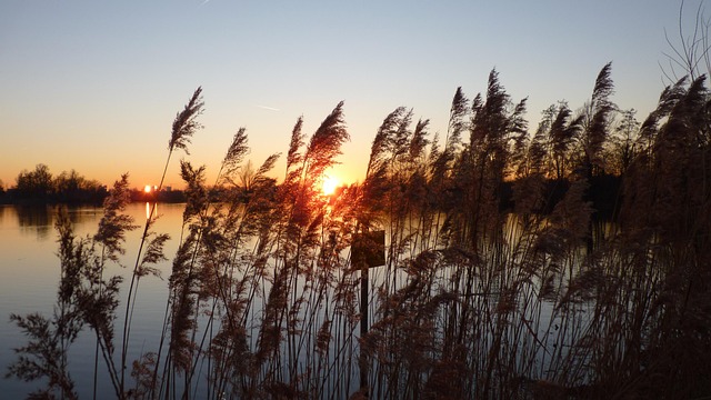 Reed Sunset Water - Free photo on Pixabay - Pixabay