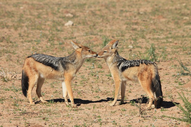 60+ Free Jackal & Animal Photos - Pixabay