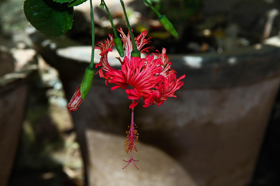 Hibiscus Bell Fleur - Photo gratuite sur Pixabay - Pixabay
