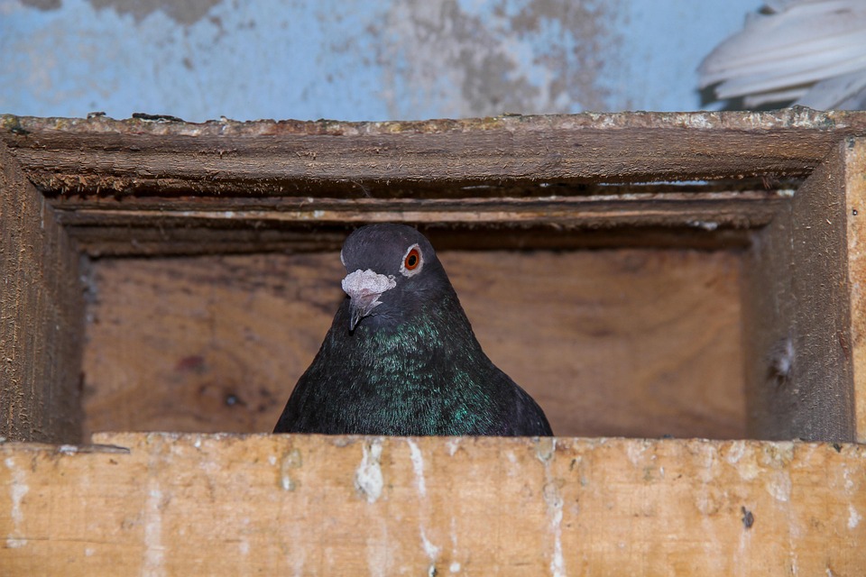 Pigeon En Coop Oiseau Animal De - Photo gratuite sur Pixabay - Pixabay