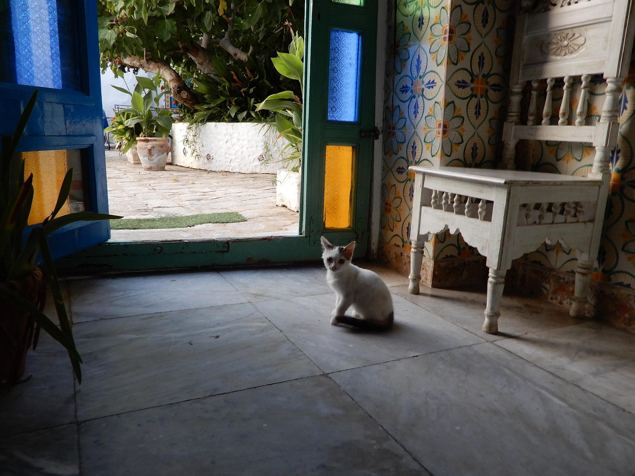 Gato Puerta Abierta Sidi Bou - Foto gratis en Pixabay - Pixabay