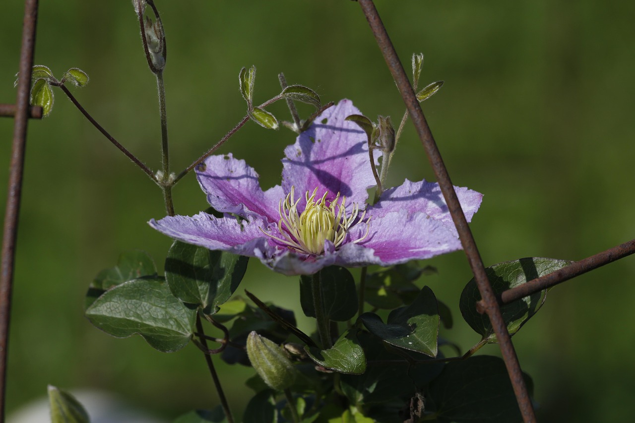 Flor Flores Primavera El - Foto gratis en Pixabay - Pixabay