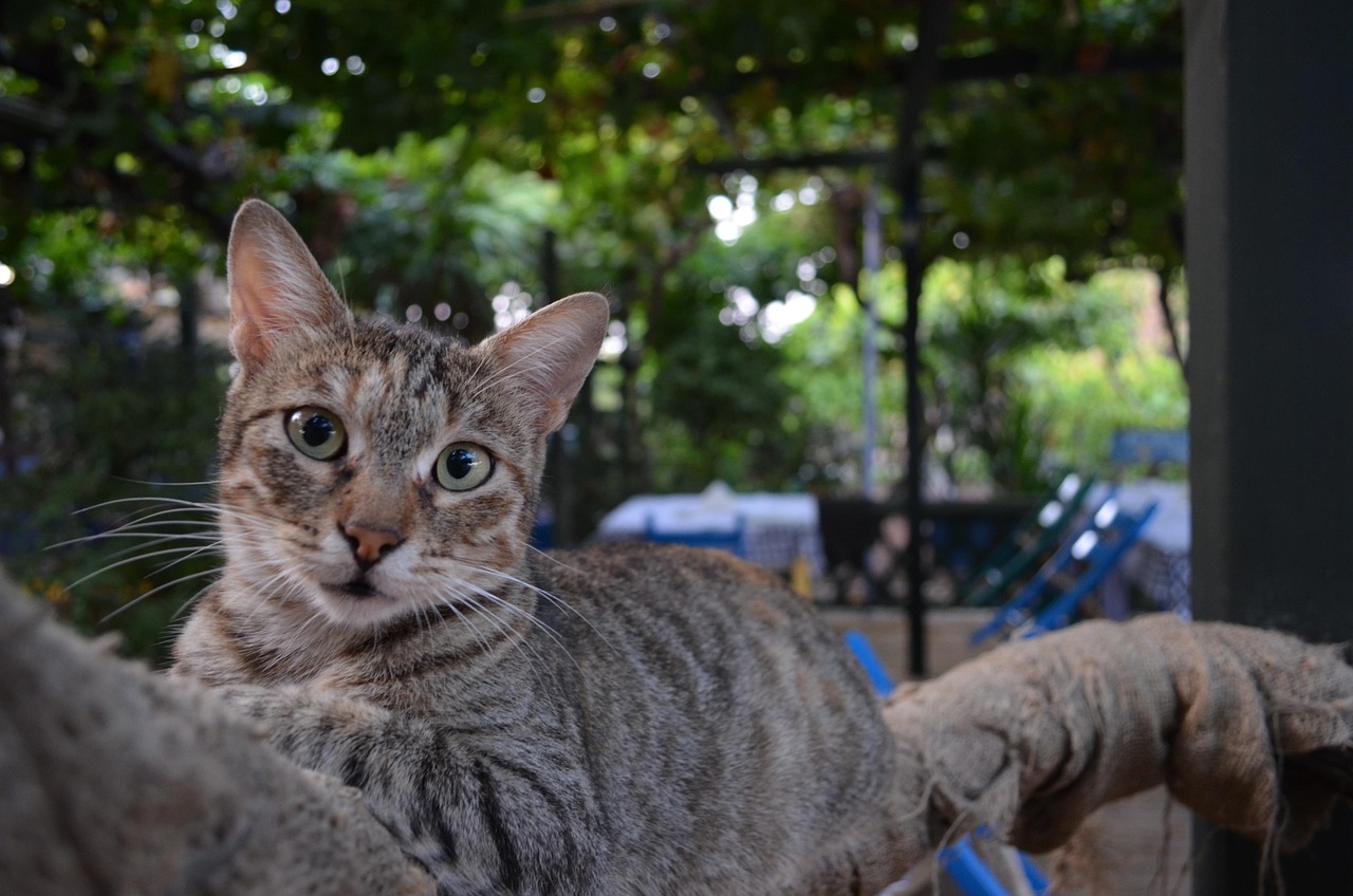 Cat Greek Tavern - Free photo on Pixabay