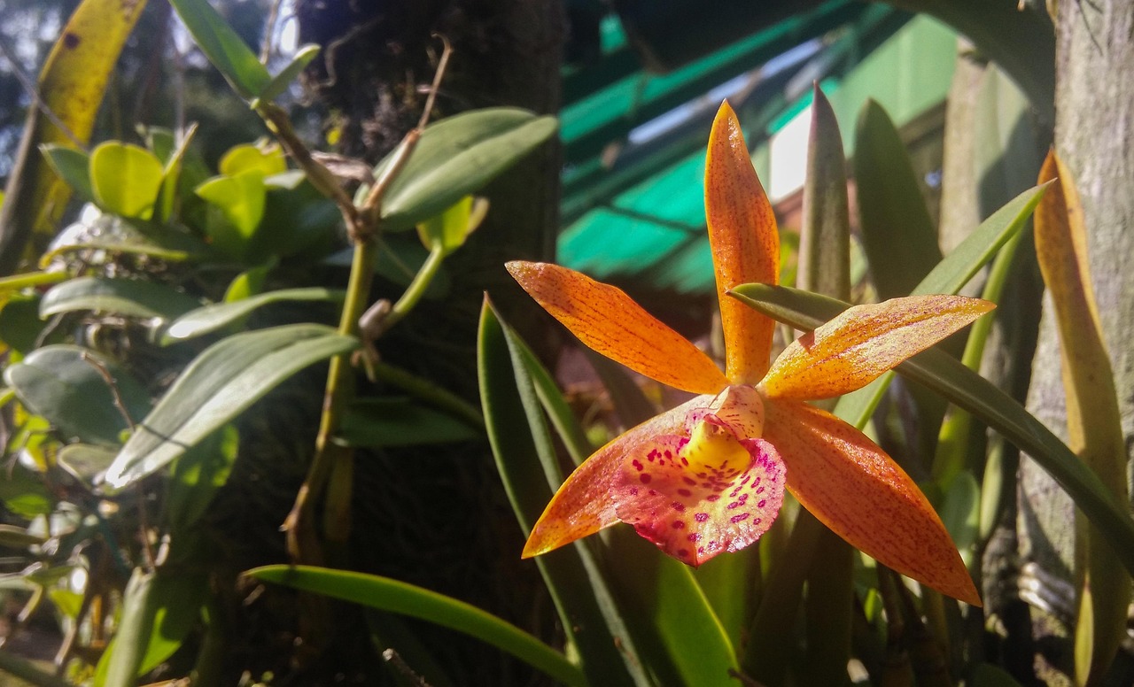 Alam Flora Bunga - Foto gratis di Pixabay - Pixabay