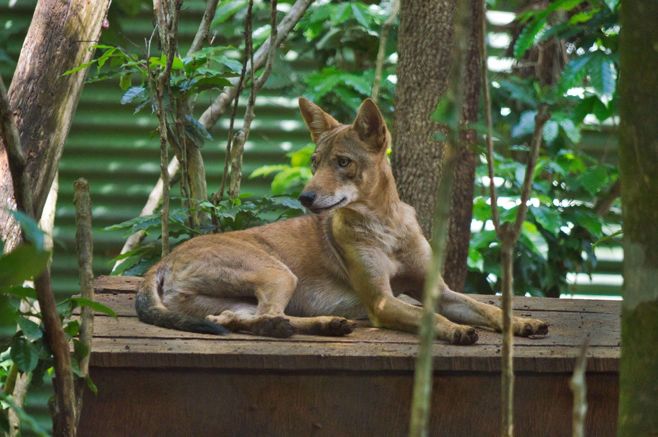 100+ Free Coyote & Nature Images - Pixabay