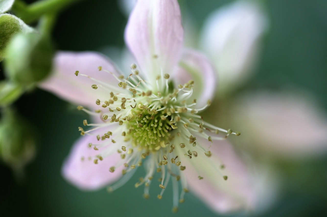 Bunga Blackberry Berbunga Kelopak - Foto gratis di Pixabay - Pixabay