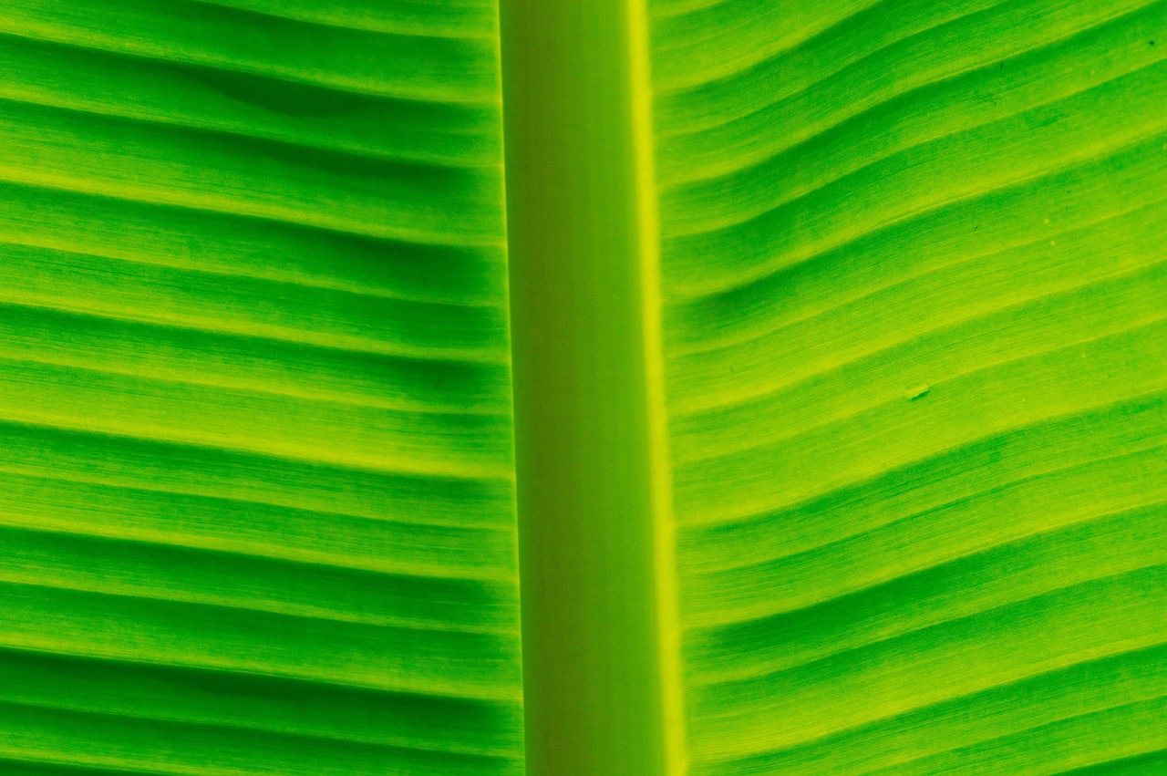 Costa Rica Leaf Backlighting - Free photo on Pixabay - Pixabay