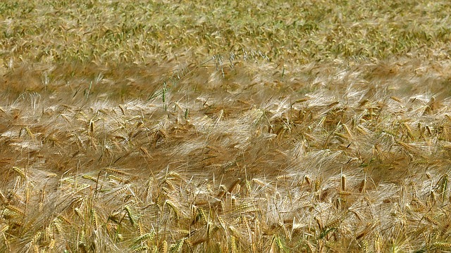 Barley Tanaman-Tanaman Pertanian - Foto gratis di Pixabay - Pixabay