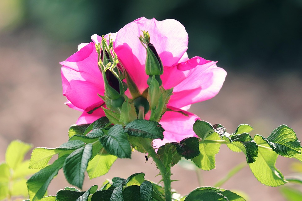 Heckenrose Rosa Corymbifera - Kostenloses Foto auf Pixabay