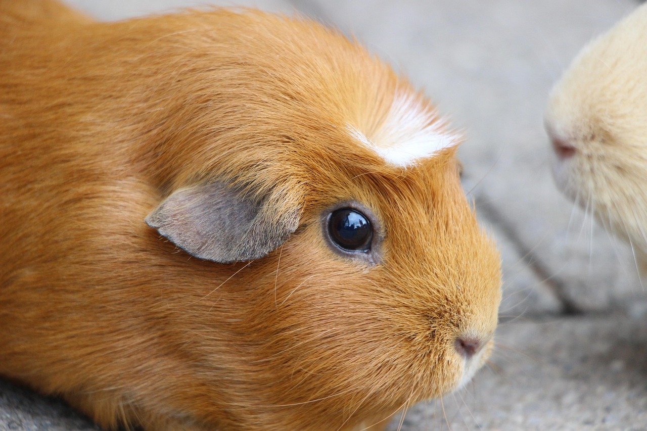 Guinea Pig Rodent Mammal Smooth - Free photo on Pixabay - Pixabay